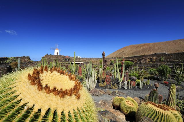 El imponente Jardín de Cactus de César Manrique, en Lanzarote, cumple ...